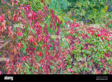 Red Leaf Texture Red Leaf Texture Red Leaf Texture Leaf Texture Background Fall Background