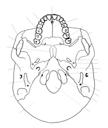 Inferior View Of The Skull Diagram Quizlet
