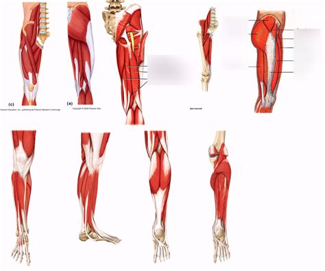 Ch 11 Lower Extremity Muscles Diagram Quizlet