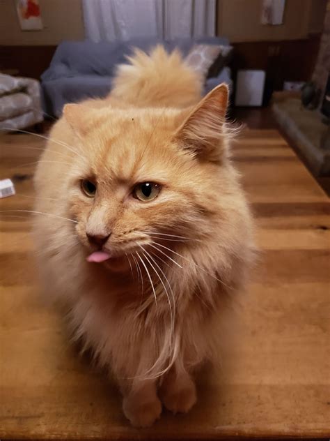 Dexters Daily Dig Kiki Was Scared Of The Tractor So We Watched It From Inside Facebook