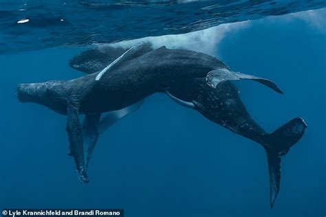 Free Willy Wildlife Photographers Capture First Ever Photos Of