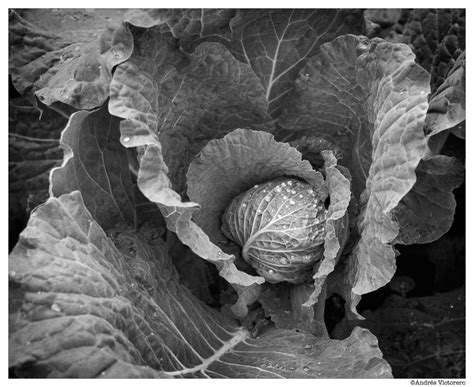 Haluro De Plata Brassica Oleracea Repollo