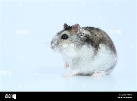 Phodopus Sungorus De Hamster Russe Domestique Banque De Photographies