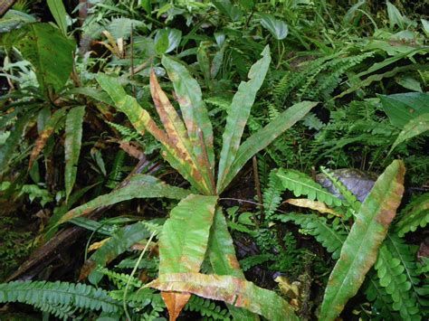 Oleandra Decurrens Ferns And Lycophytes Of The World