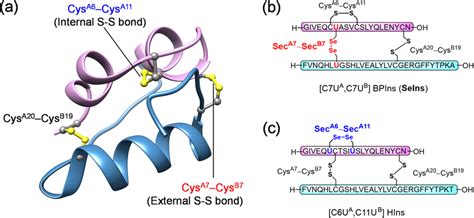 Molecular Structure Of Insulins Three Dimensional Structure Of Download Scientific Diagram