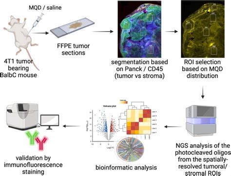 How Mxene Quantum Dots Are Revolutionizing Cancer Treatment Khalifa