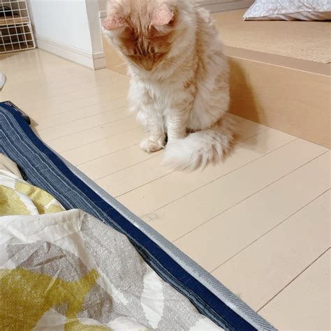 母と娘とランチ みるくのニャンブログ