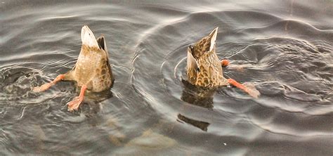 Fotos Gratis Agua Naturaleza Pájaro Ala Buceo Fauna Silvestre