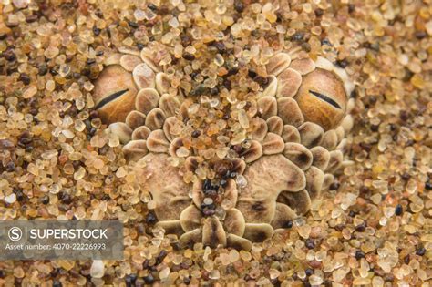 Peringueys Desert Adder Bitis Peringueyi Hidden In Sand Namibia Superstock