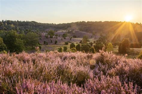 Basidiomycetes Characteristics Parts And Examples Evidence Network