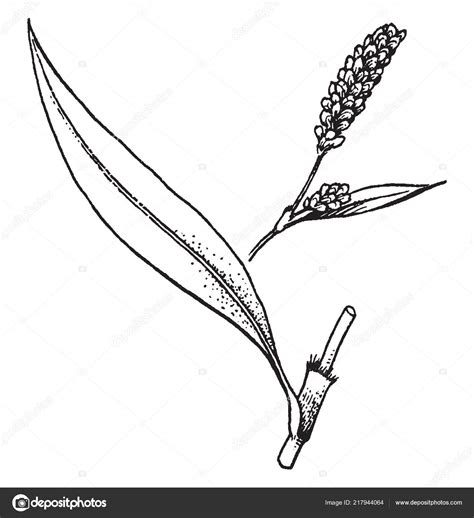 Image Showing Parts Polygonum Plant Parts Narrower Leaves None Basal