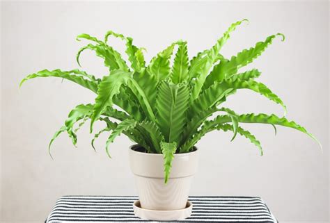 10 Different Types Of Ferns Plus Growing Tips Garden Lovers Club