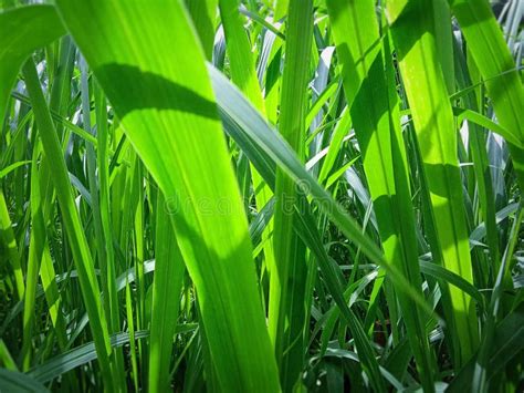 Wild Grass Tall Grass And Dense Bushes Stock Image Image Of Tall Dense 350507889