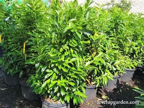A Guide To Skip Laurel Prunus Laurocerasus Schipkaensis