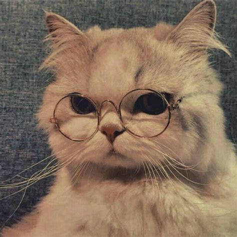 Cute Cats Wearing Glasses