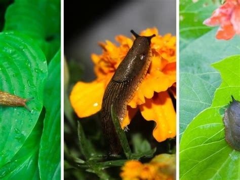 9 Pests That Can Destroy Your Cucumbers Leafyjournal