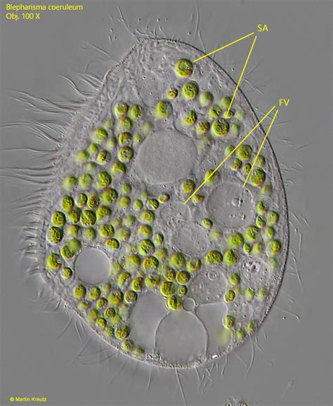 Blepharisma Coeruleum Real Micro Life