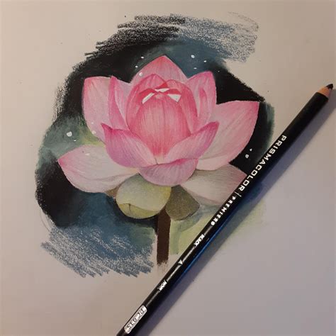 How To Draw A Lotus Flower Quickly