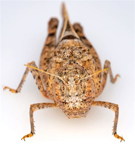 Female Leprus Intermedius Bugguide Net