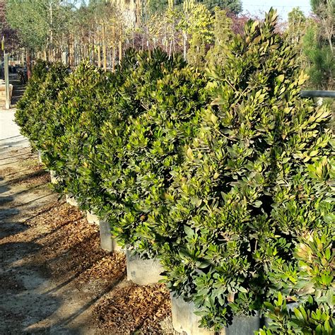 Elaeocarpus Decipiens Little Emperor Dwarf Japanese Blueberry Tree