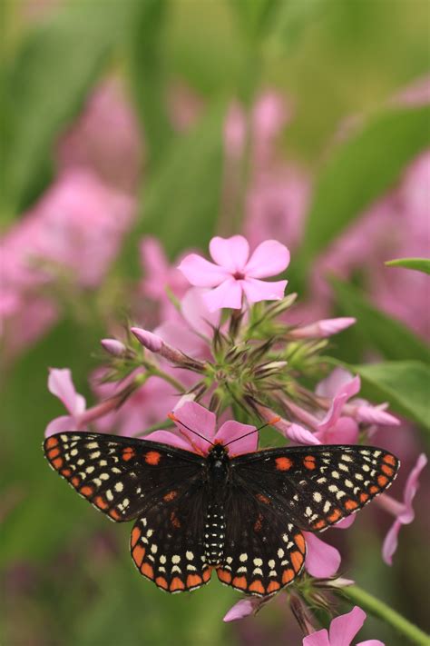Phlox Pilosa Prairie Phlox Tend Native Plants