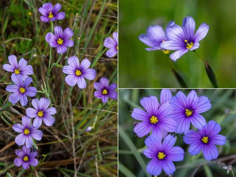 Official Flower Of The City Of San Diego City Of San Diego Official
