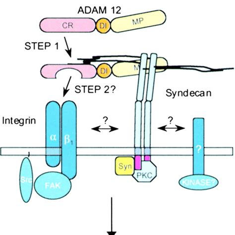 Syndecan Regulated Signaling Speculative Examples Of Signaling