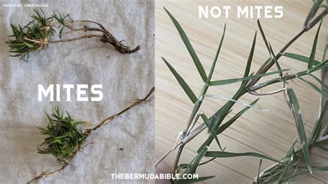 Mites The Bermuda Bible