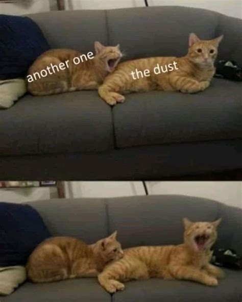 Funny Cat Memes Clean 2020