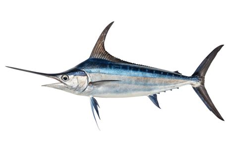 Tigerfish Animal Kingdom