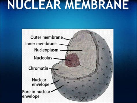 Nuclear Envelope