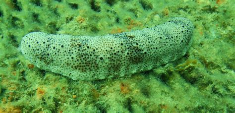 Why Do Sea Cucumbers Eviscerate