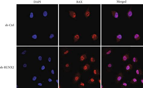 knockdown of runx2 and proapoptotic gene expression levels bad and