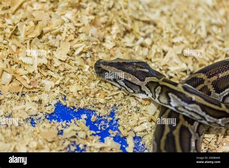 Head And Eye Python Python On The Floor Stock Photo Alamy