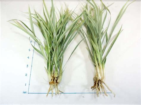 Inversiones Palmeto Liriope Aztec Grass Clumps Full Foliage