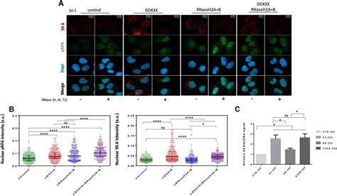 Synergistic Action Of Human Rnaseh2 And The Rna Helicase Nuclease Ddx3x