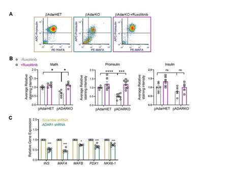 Adar Inactivation Causes Decreased Expression Of Beta Cell Markers In Download Scientific