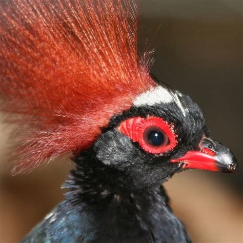 Leras Wunschliste Youtube