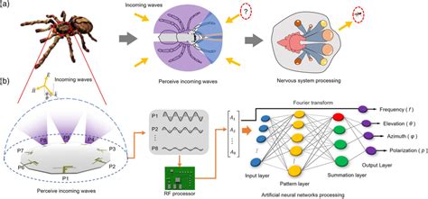 Schematic Of Jumping Spiders Visual System And Machine‐learning‐driven