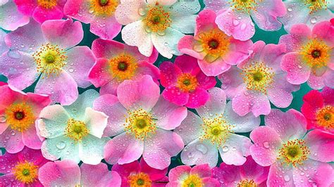 Nature Background Flower Hd