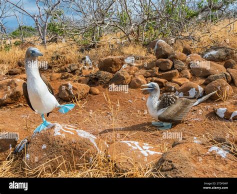 Adult Blue Footed Boobies Sula Nebouxii Pair On Egg On North Seymour