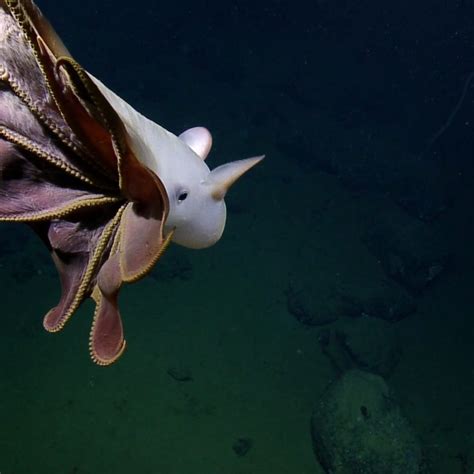 Octopus Deep Sea Creatures Ocean Creatures Octopus Dumbo Octopus The