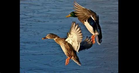 Duck Numbers The Good And The Bad Grand View Outdoors