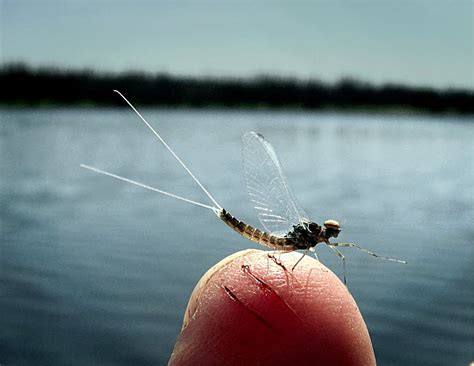 Fly Fishing In Yellowstone National Park Hot Group Sex