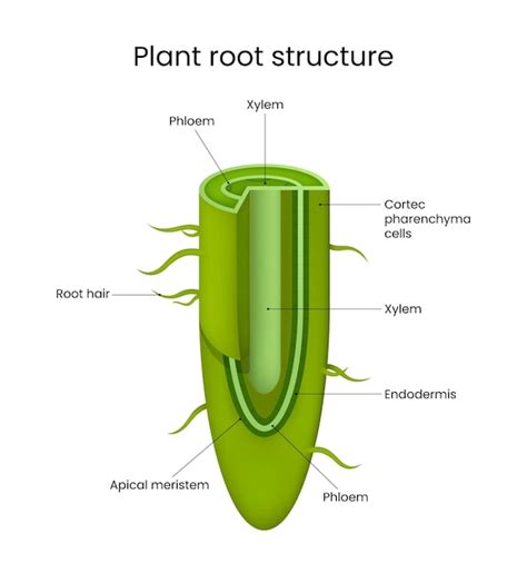 Root Diagram Labeled