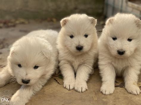 Sibirski Samojed Psi I Štenad Olx Ba