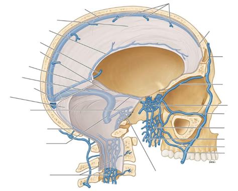Diagram Of Dural Venous Sinuses And Ventricular System Quizlet