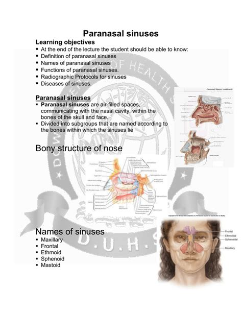 Paranasal Sinuses Function