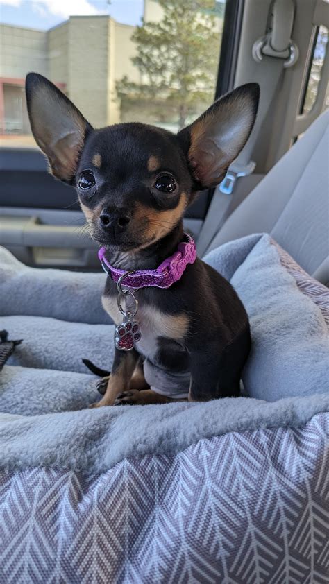 Adult Micro Teacup Chihuahua