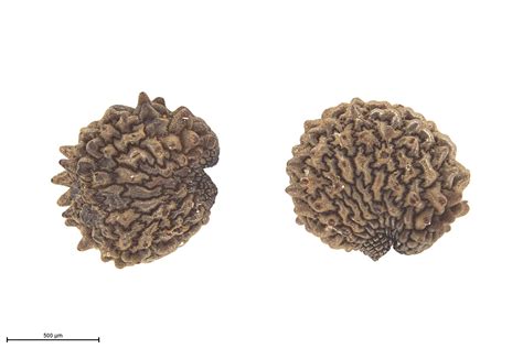 Schiedea Haleakalensis Seeds Of Hawaii